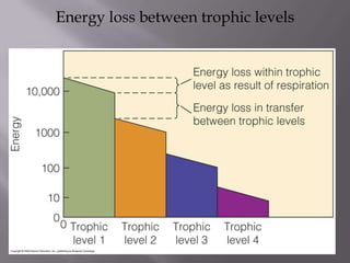 efficency of trophic levels | PPTX