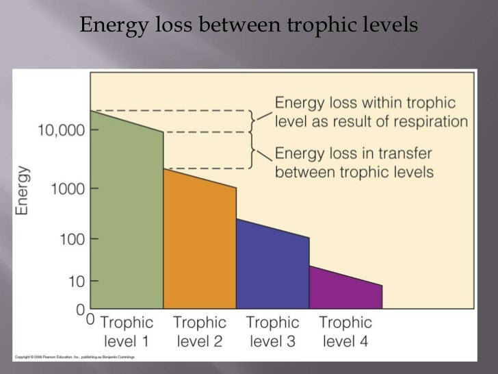Trophic Level Energy Transfer Calculator – JDQM