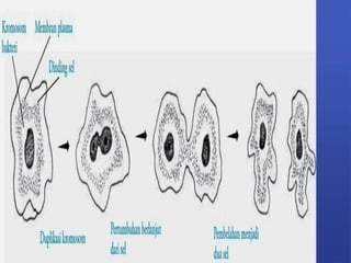 Pembelahan Sel | PPT