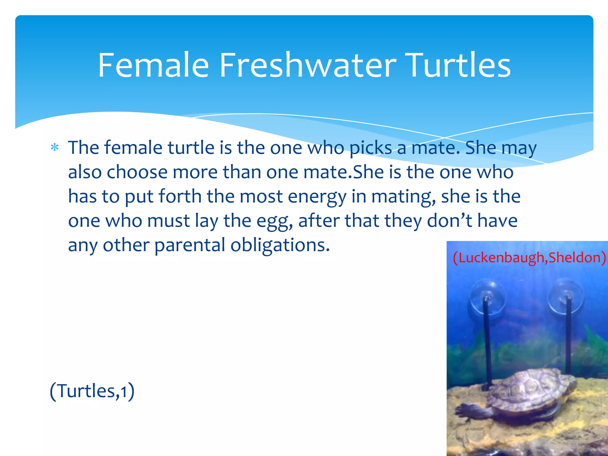 Fresh Water Turtles | PPTX