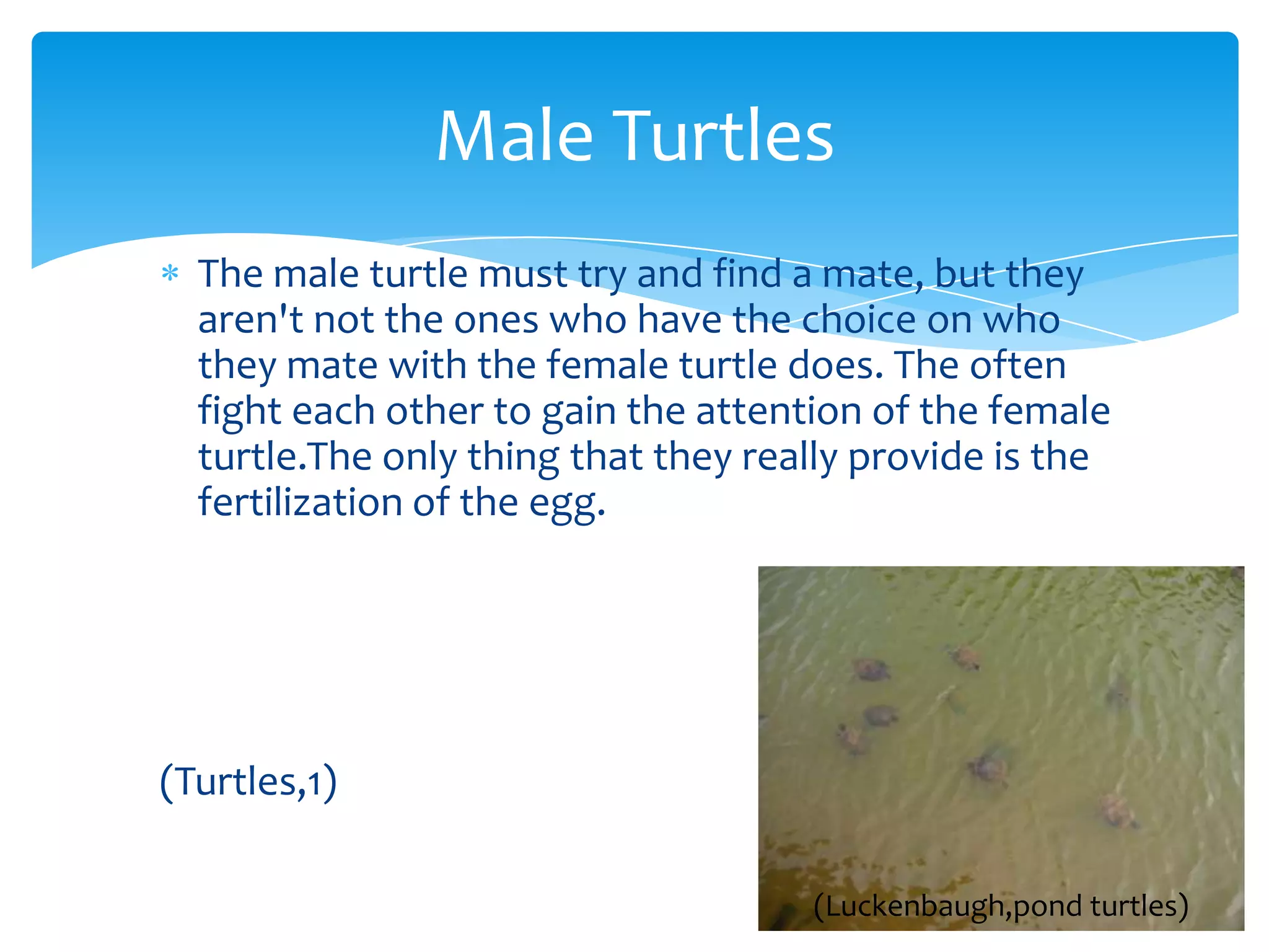 Fresh Water Turtles | PPTX