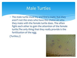 FreshWater Turtles | PPTX | Reptiles | Pets