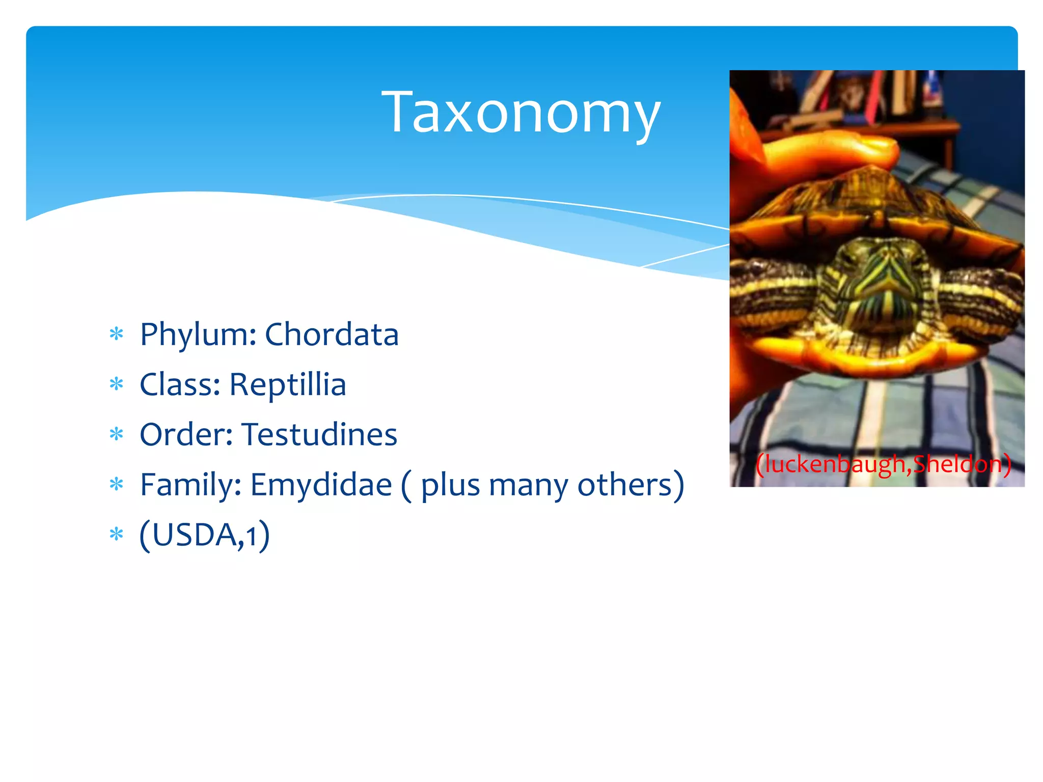 FreshWater Turtles | PPTX