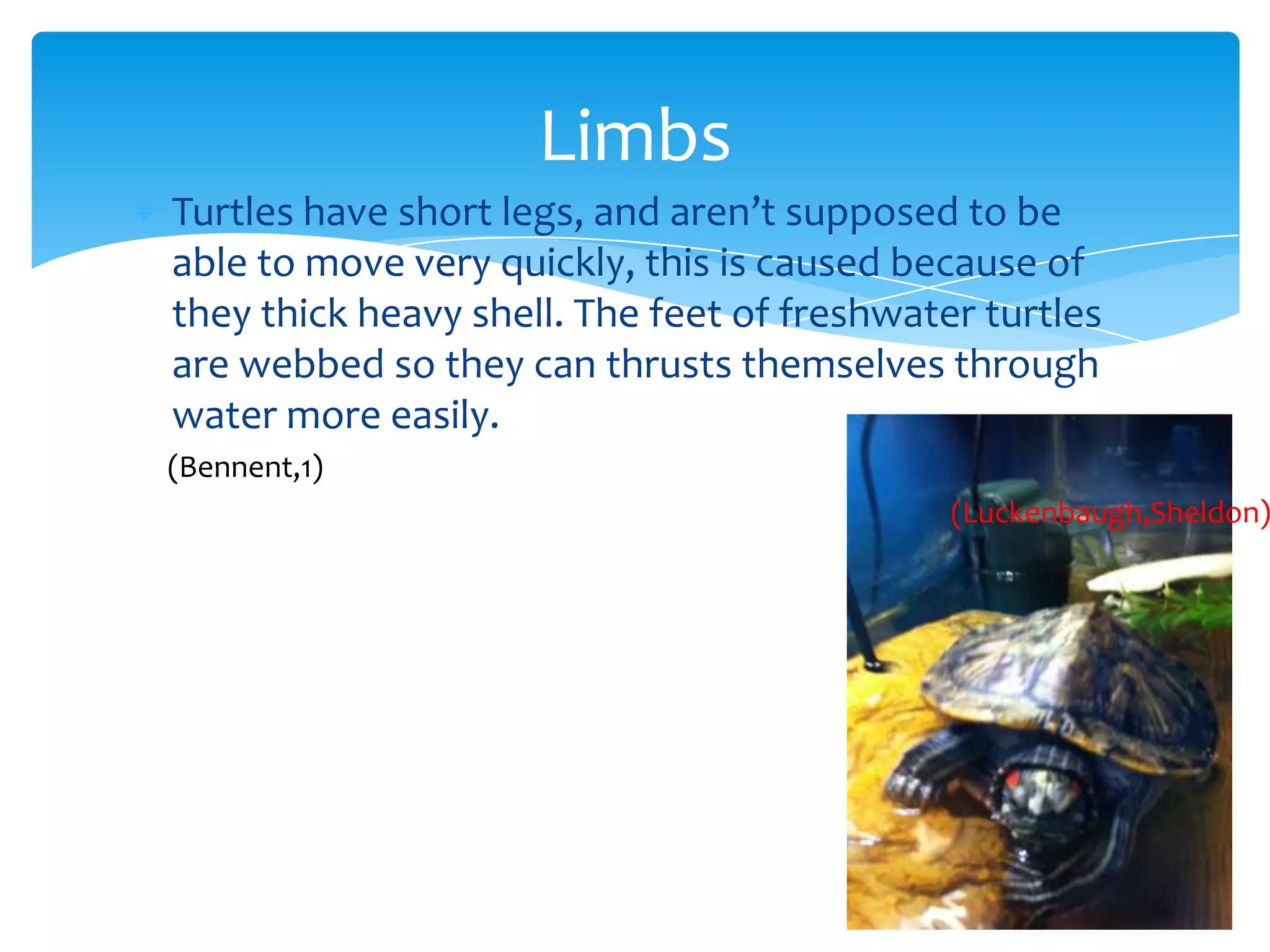 FreshWater Turtles | PPTX