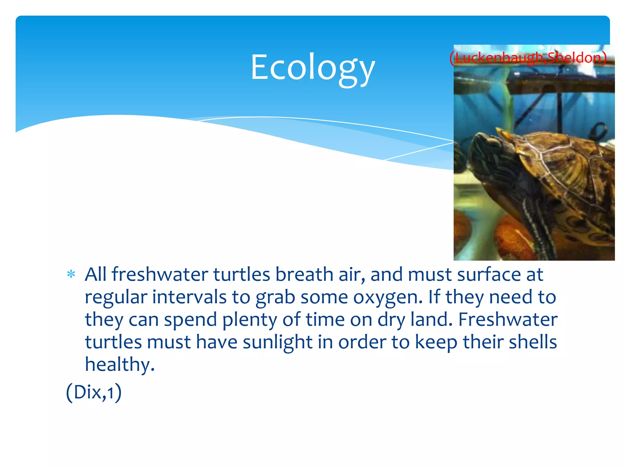 FreshWater Turtles | PPT
