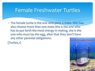 FreshWater Turtles | PPTX
