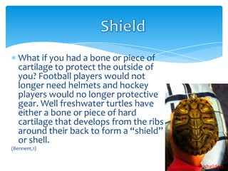 FreshWater Turtles | PPT