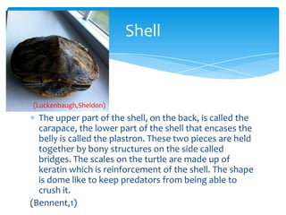 FreshWater Turtles | PPT