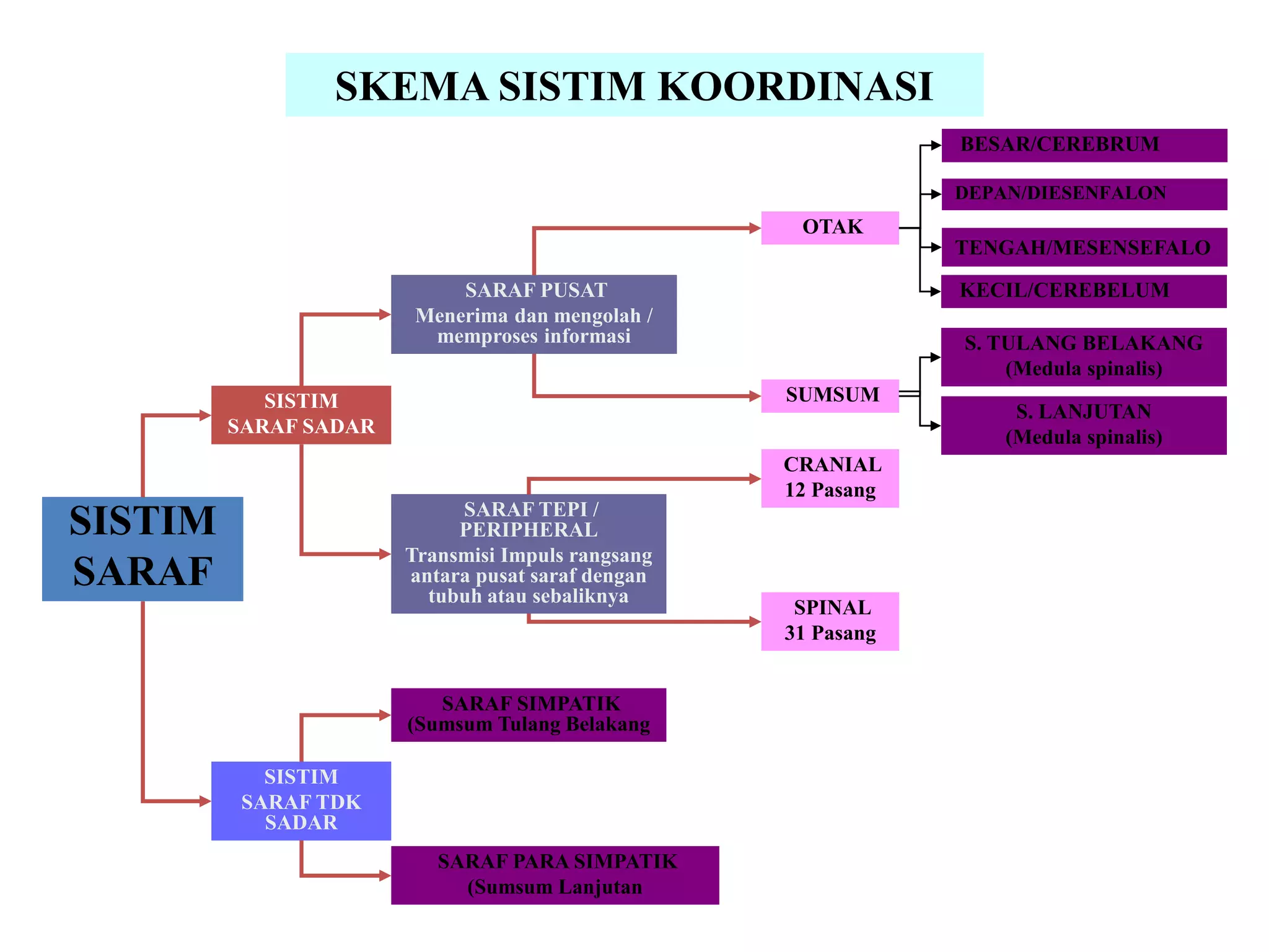Sistem Saraf pada manusia with animation and good desain | PPTX