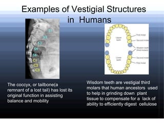 biopresentation-101017194832-phpapp01.pptx