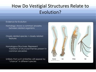 Vestigial Structures | ODP