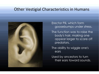 Vestigial Structures | ODP