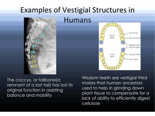 Vestigial Structures | PPT