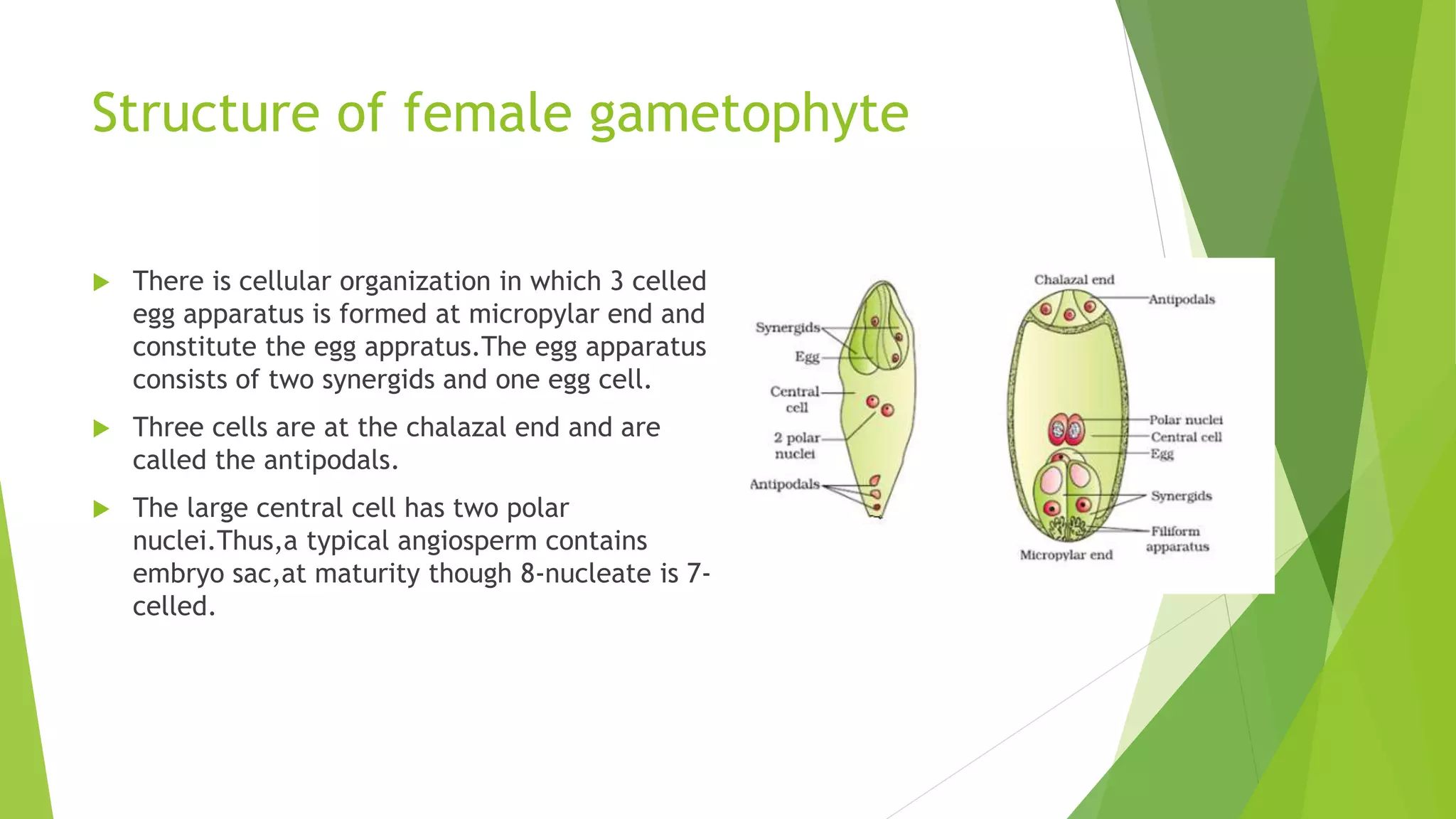fertilisation in angiosperms | PPTX