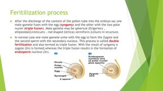 fertilisation in angiosperms | PPTX