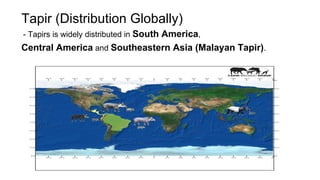 Biodiversity Presentation - Conservation on Tapir | PDF