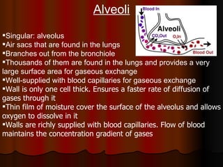 Respiration and Transport in man | PPT