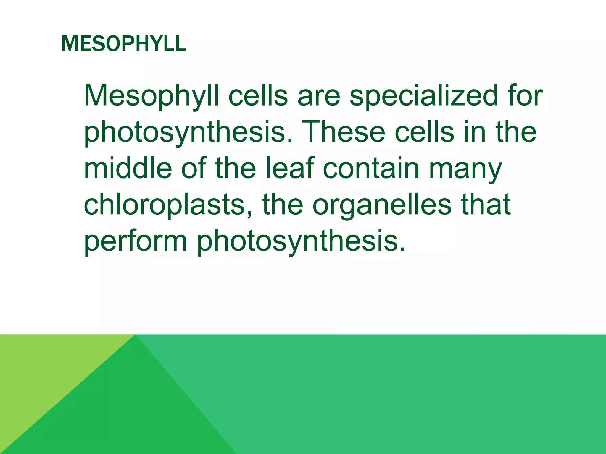 Bio presentation (internal structures of leaves) | PPTX