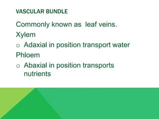 Bio presentation (internal structures of leaves) | PPTX