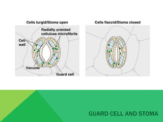 Bio presentation (internal structures of leaves) | PPTX