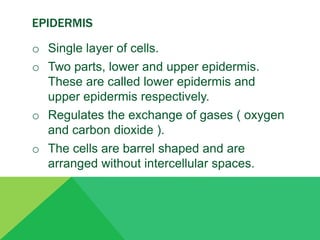 Bio presentation (internal structures of leaves) | PPTX