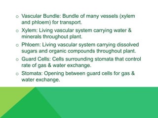 Bio presentation (internal structures of leaves) | PPTX