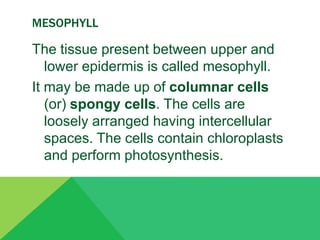 Bio presentation (internal structures of leaves) | PPTX