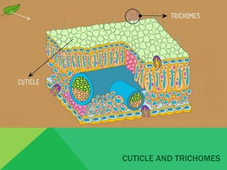 Bio presentation (internal structures of leaves) | PPTX
