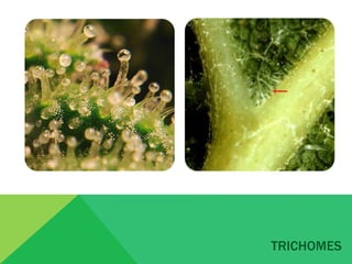 Bio presentation (internal structures of leaves) | PPTX