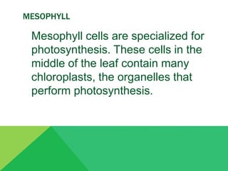 Bio presentation (internal structures of leaves) | PPTX