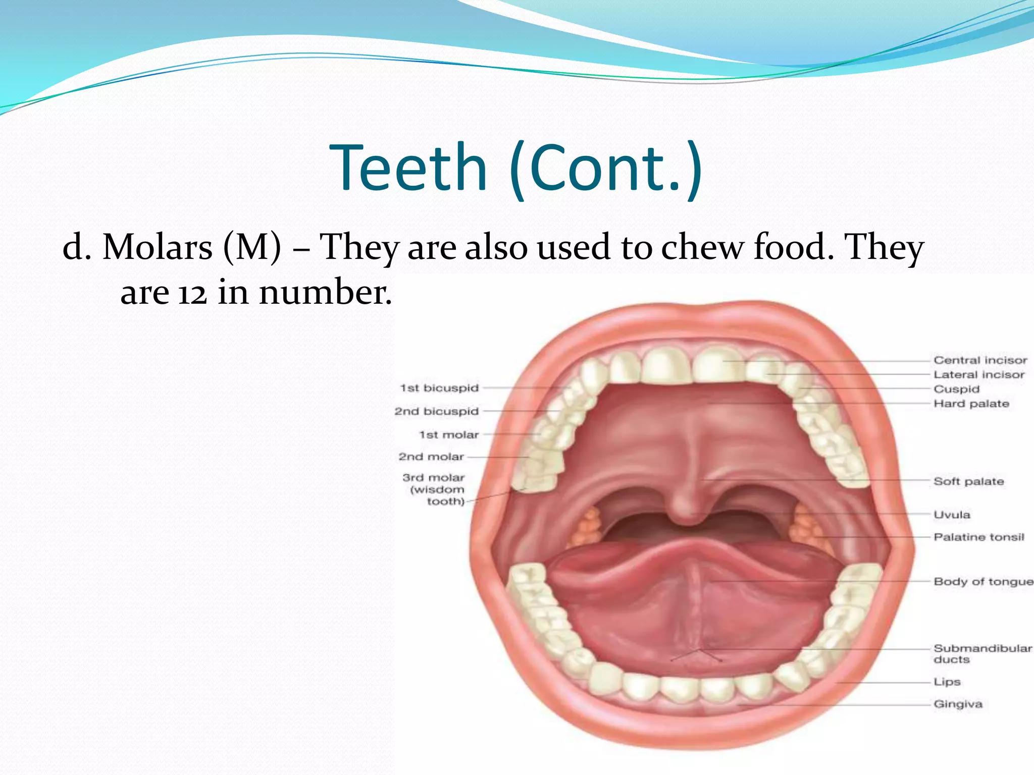 Bio presentation on buccal cavity | PPTX