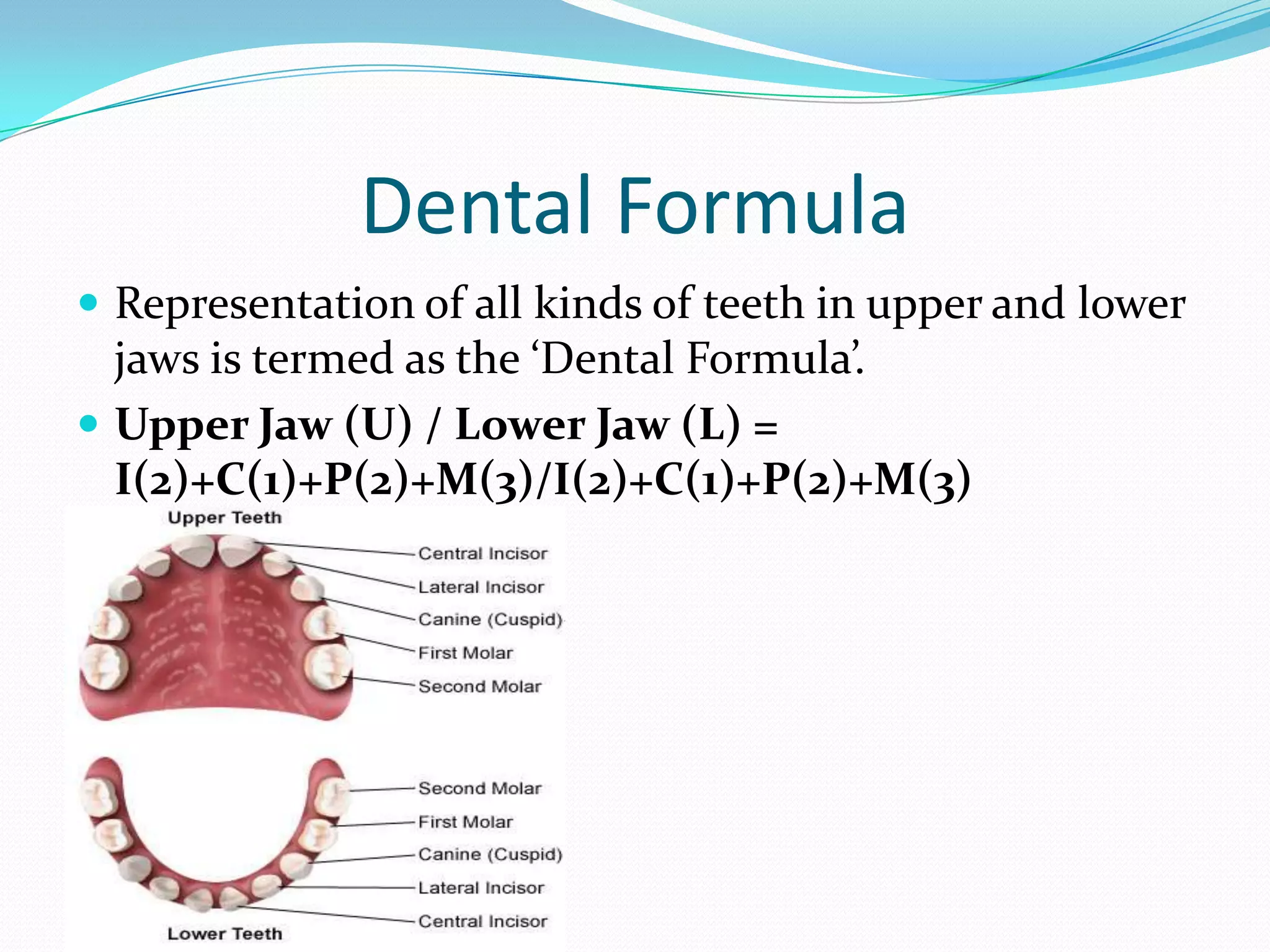 Bio presentation on buccal cavity | PPTX