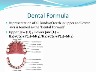 Bio presentation on buccal cavity | PPTX