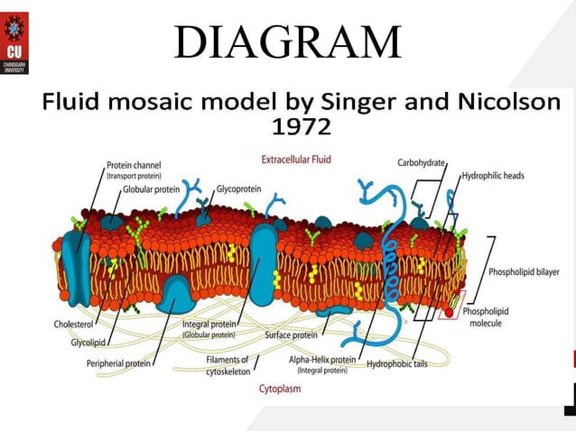 BIO PRESENTATION harsh described about fluid mosaic model of plasma membrane | PPT