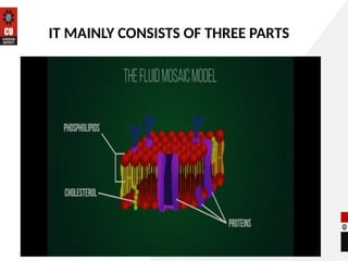 BIO PRESENTATION harsh described about fluid mosaic model of plasma ...
