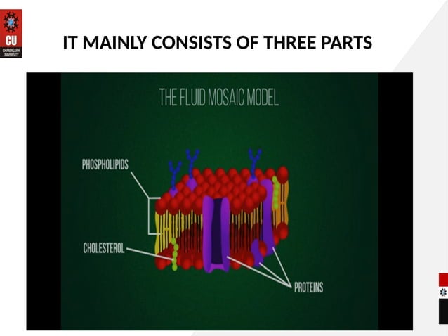 BIO PRESENTATION harsh described about fluid mosaic model of plasma ...