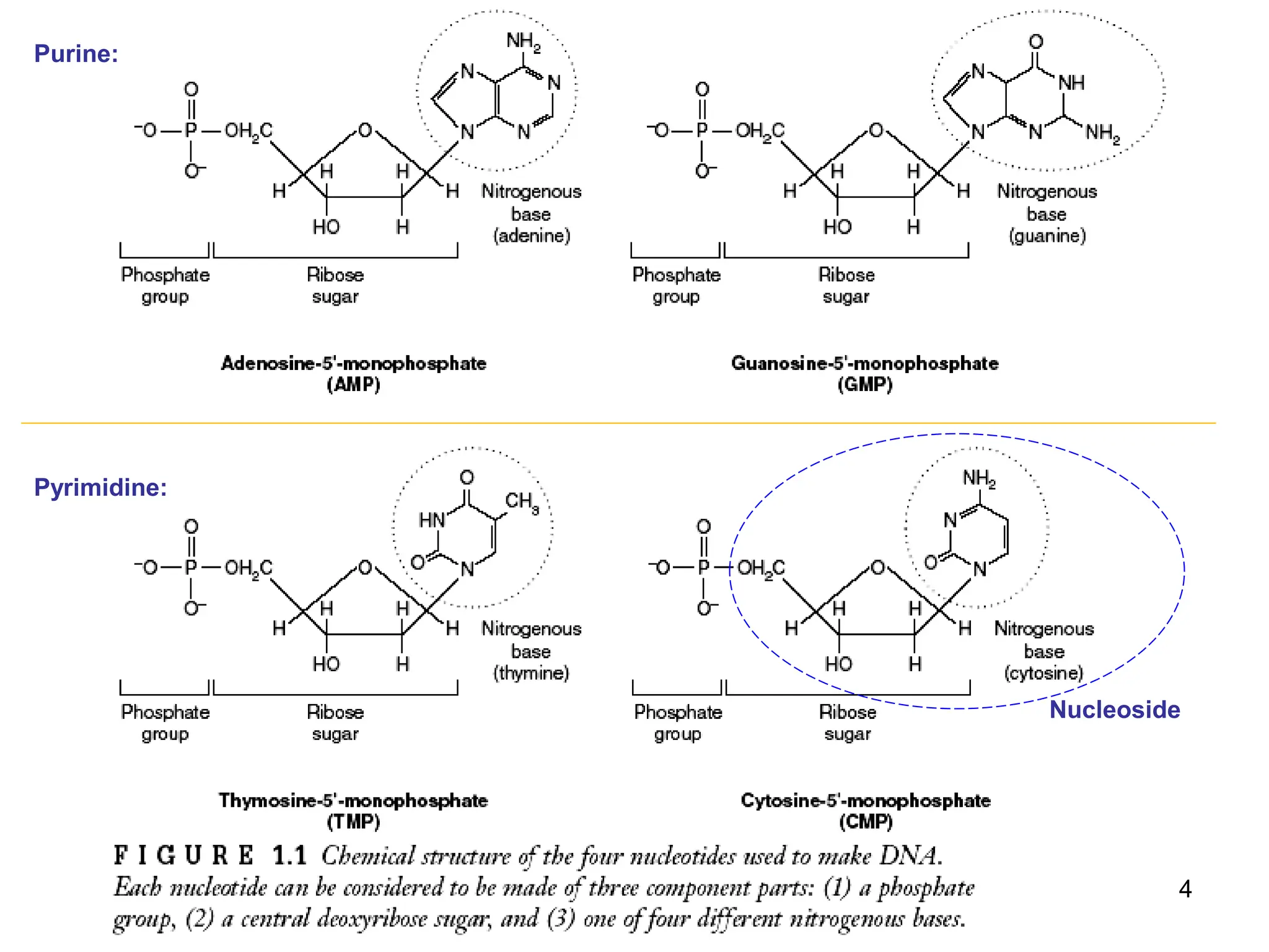 Introduction to Bioinformatics Molecular Biology Primer | PPT