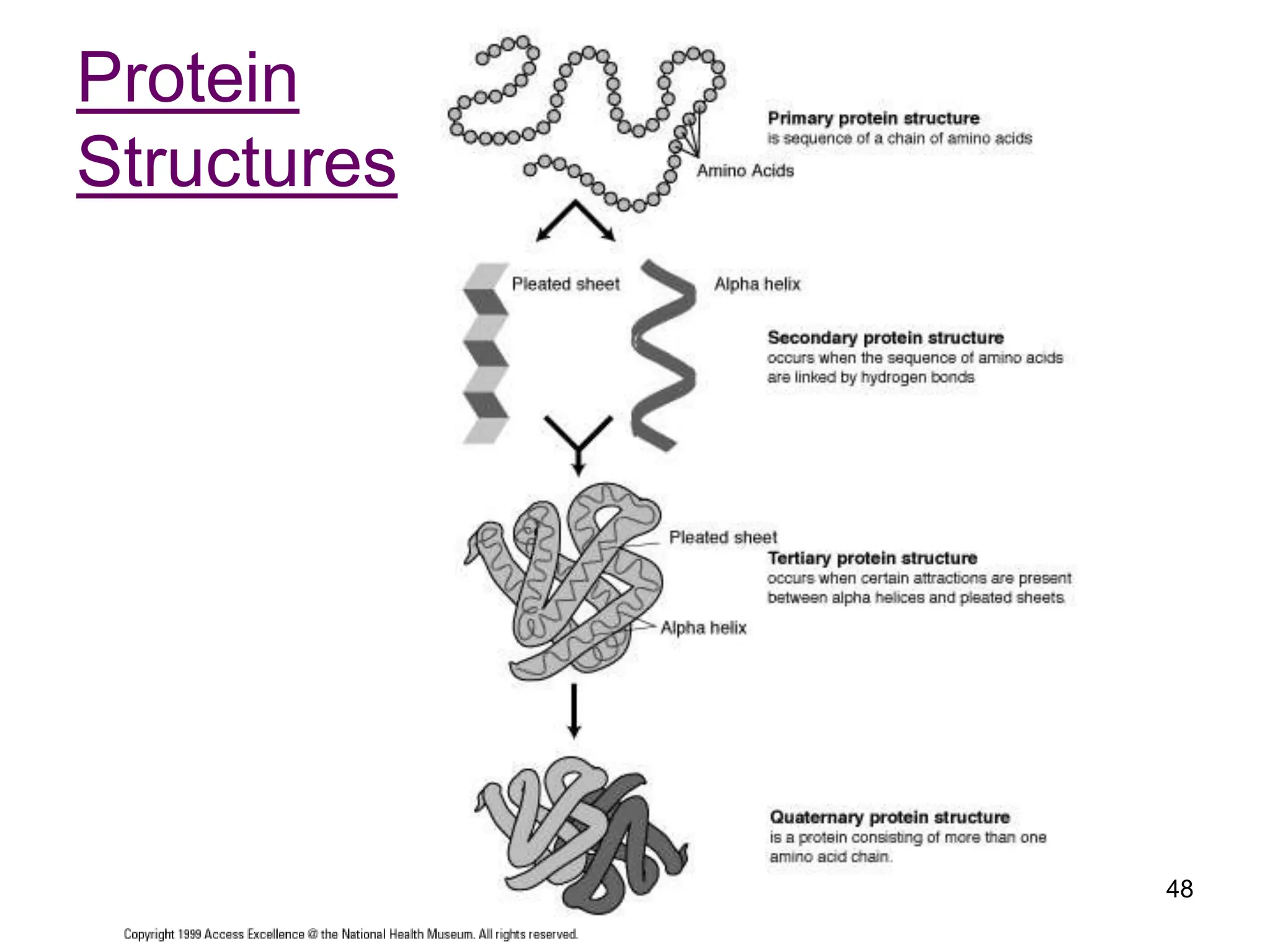 Introduction to Bioinformatics Molecular Biology Primer | PPT