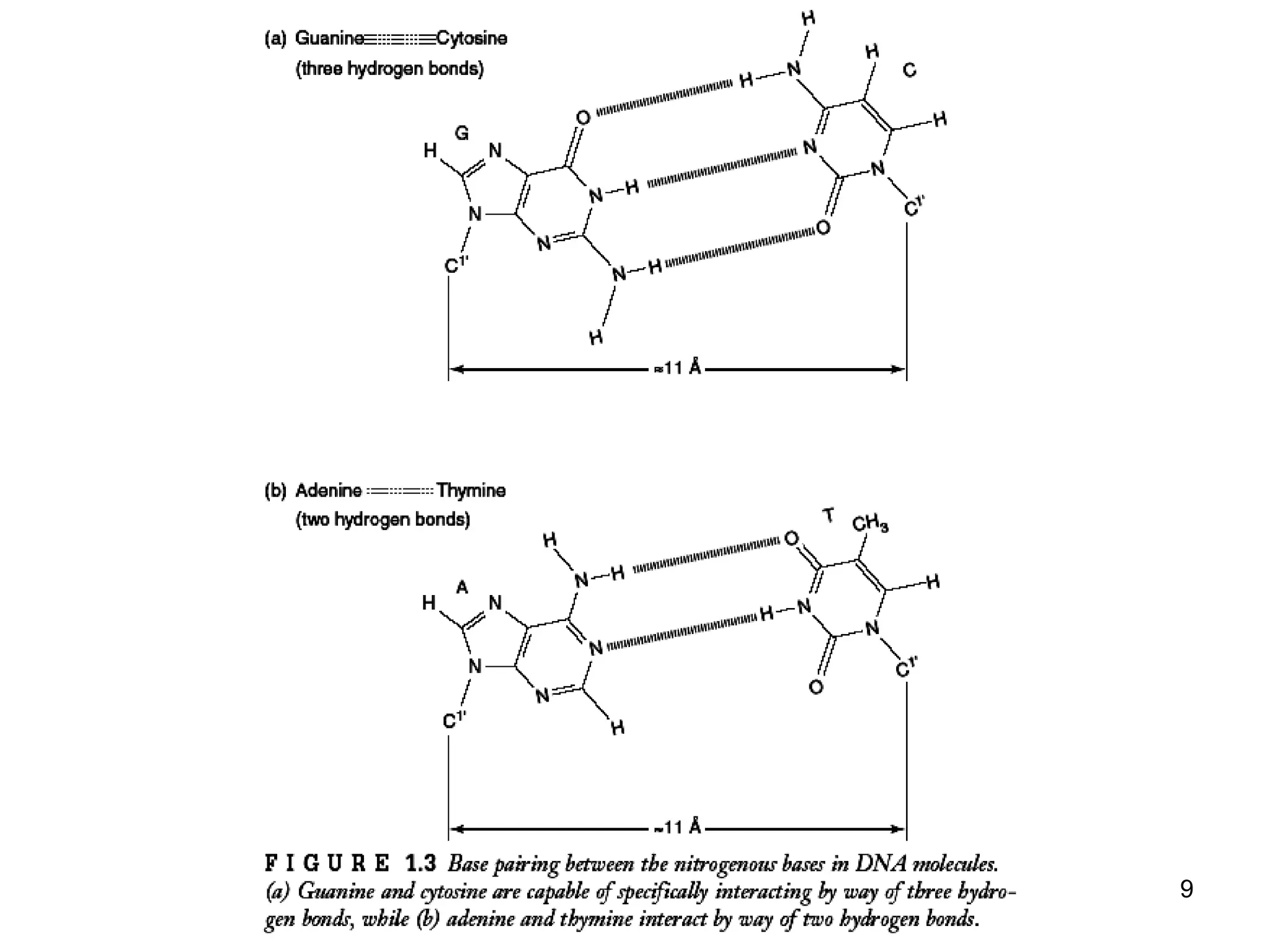 Introduction to Bioinformatics Molecular Biology Primer | PPT