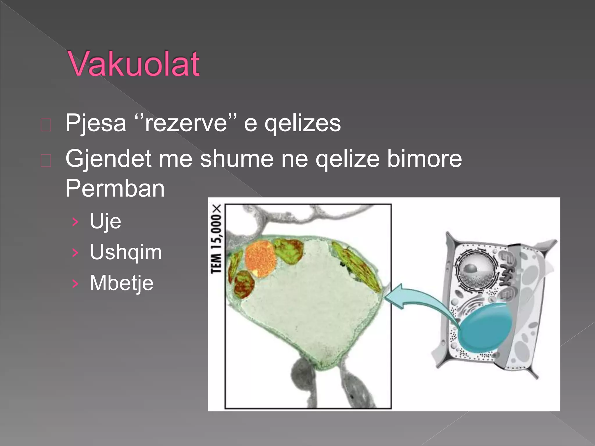 Teoria Qelizore + Muskujt | PPT