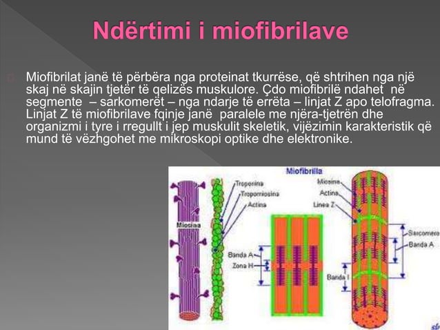 Teoria Qelizore + Muskujt | PPT