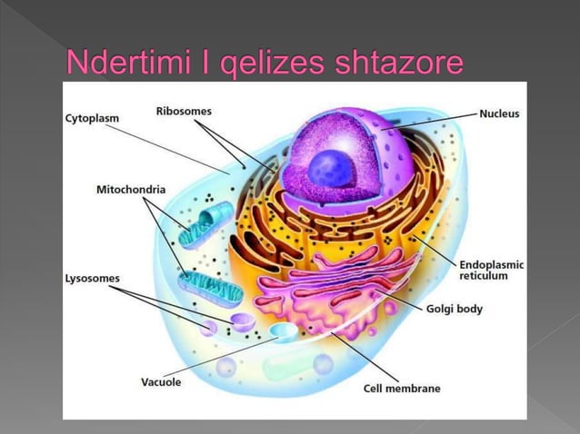 Teoria Qelizore + Muskujt | PPT