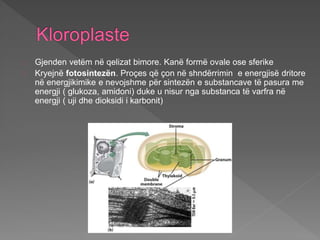 Teoria Qelizore + Muskujt | PPT