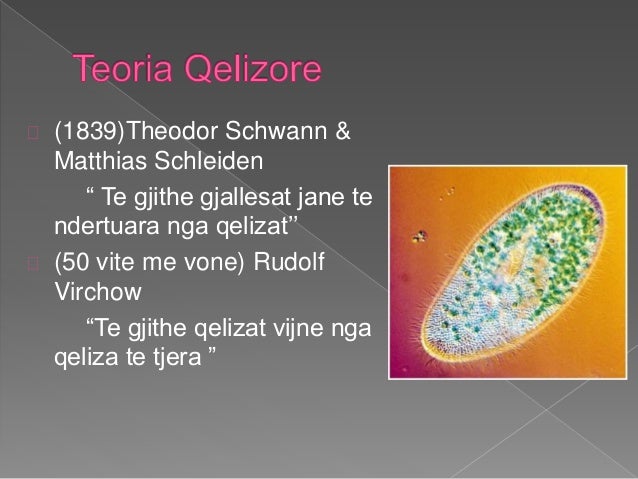 Teoria Qelizore + Muskujt