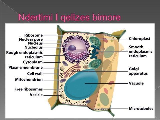 Teoria Qelizore + Muskujt