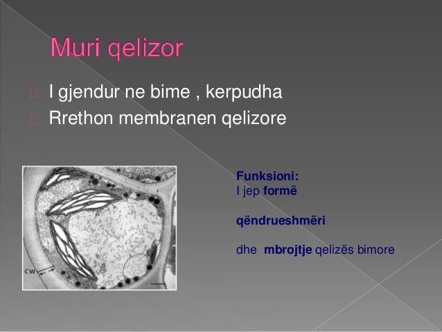 Teoria Qelizore + Muskujt