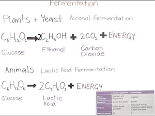 Bioprocess & Fermentation Technology | PDF