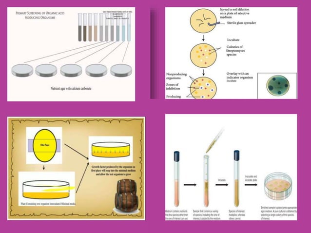 Upstream and Downstream Processing of Fermentation.pptx