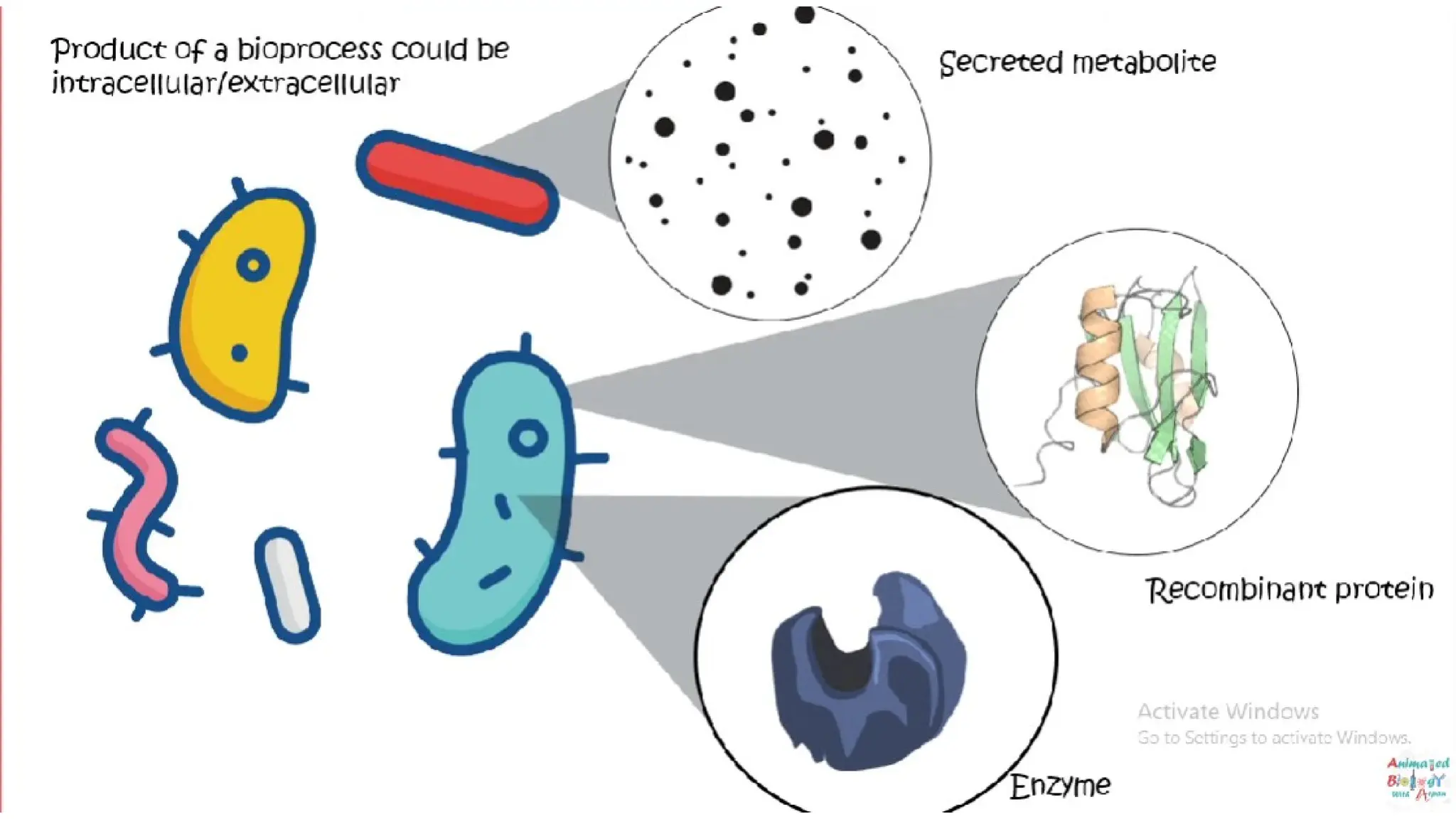 Bioprocessing Overview_ Upstream and Downstream Processes.pptx
