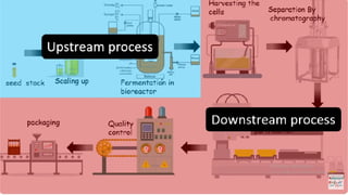 Bioprocessing Overview_ Upstream and Downstream Processes.pptx